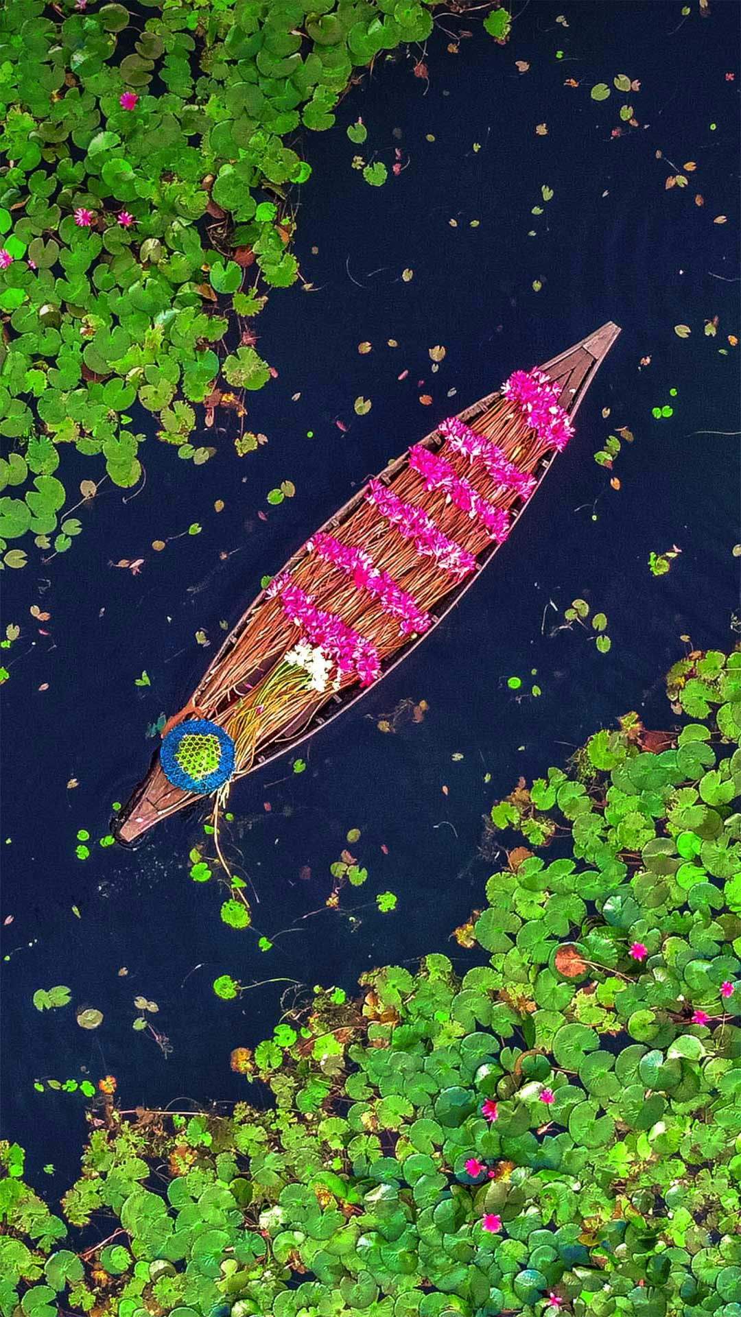 BangladeshWaterLilies